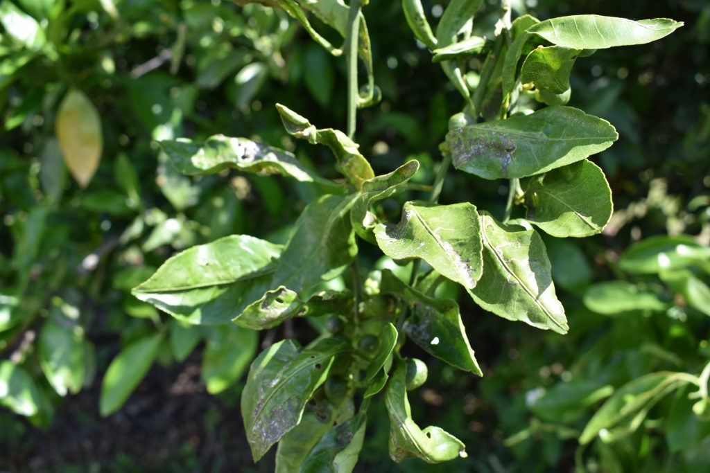 Fruit trees | Gardening in the Panhandle