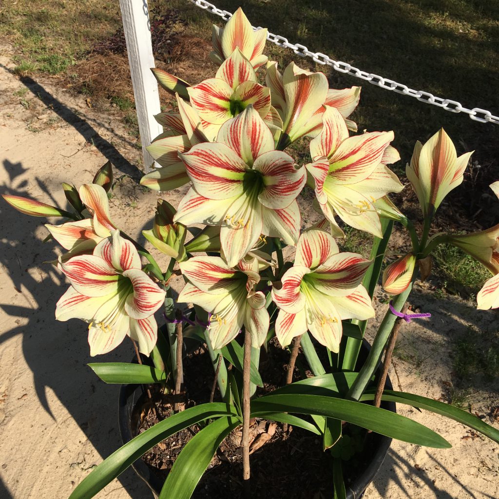 A Bloom Prettier than the Moon | Gardening in the Panhandle