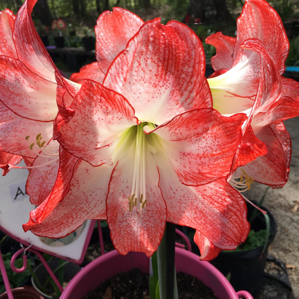 A Bloom Prettier than the Moon | Gardening in the Panhandle