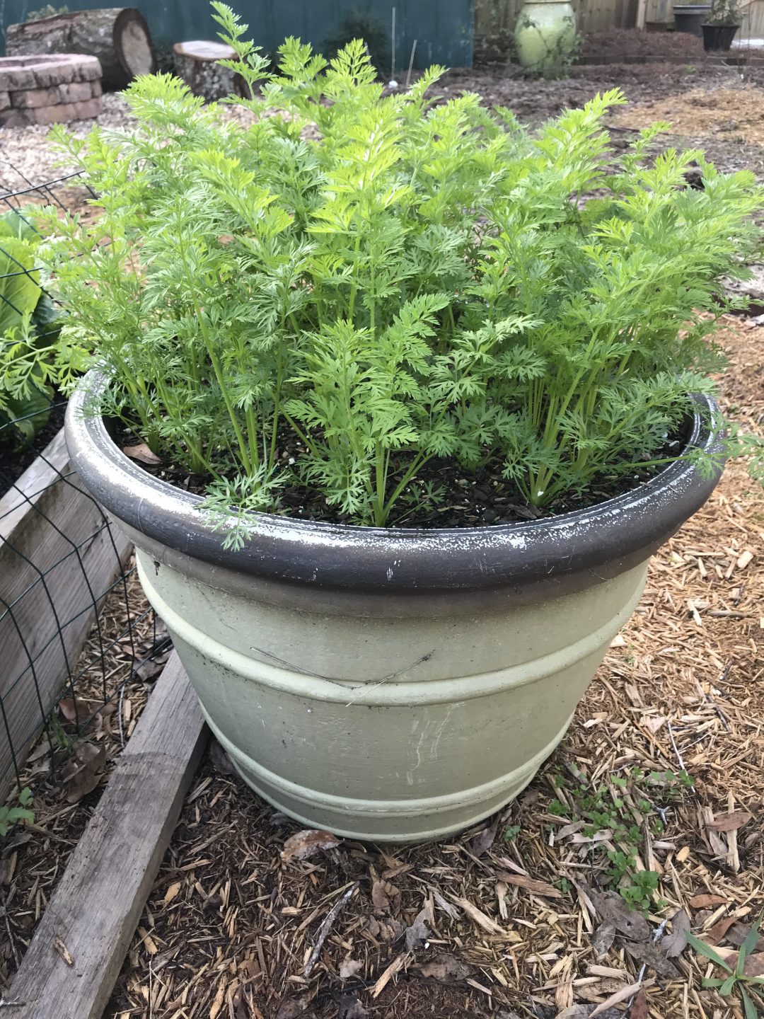 Carrots – The Panhandle’s Easiest Garden Vegetable? | Gardening in the ...