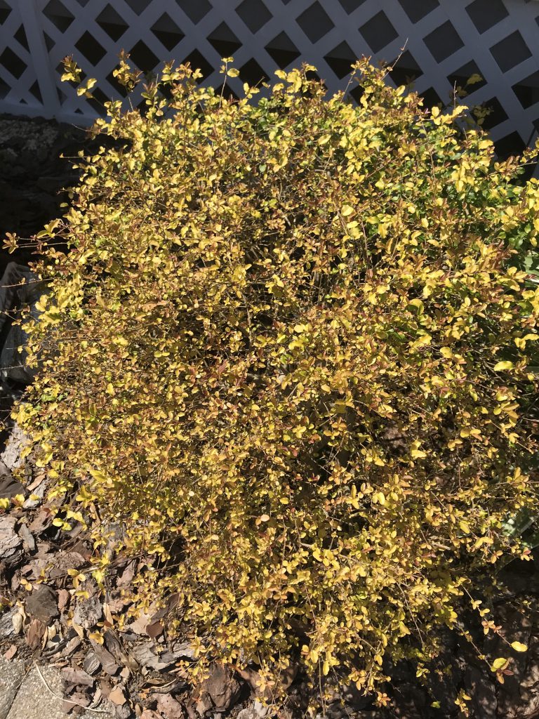 Unexplained Plant Problems? Might be an Abiotic Issue! | Gardening in ...