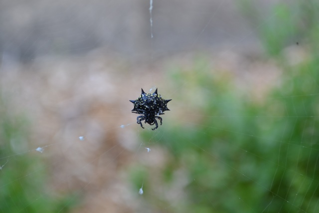 Spiders as Biocontrol – Video | Gardening in the Panhandle