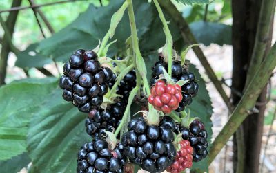 Gardening in the Panhandle