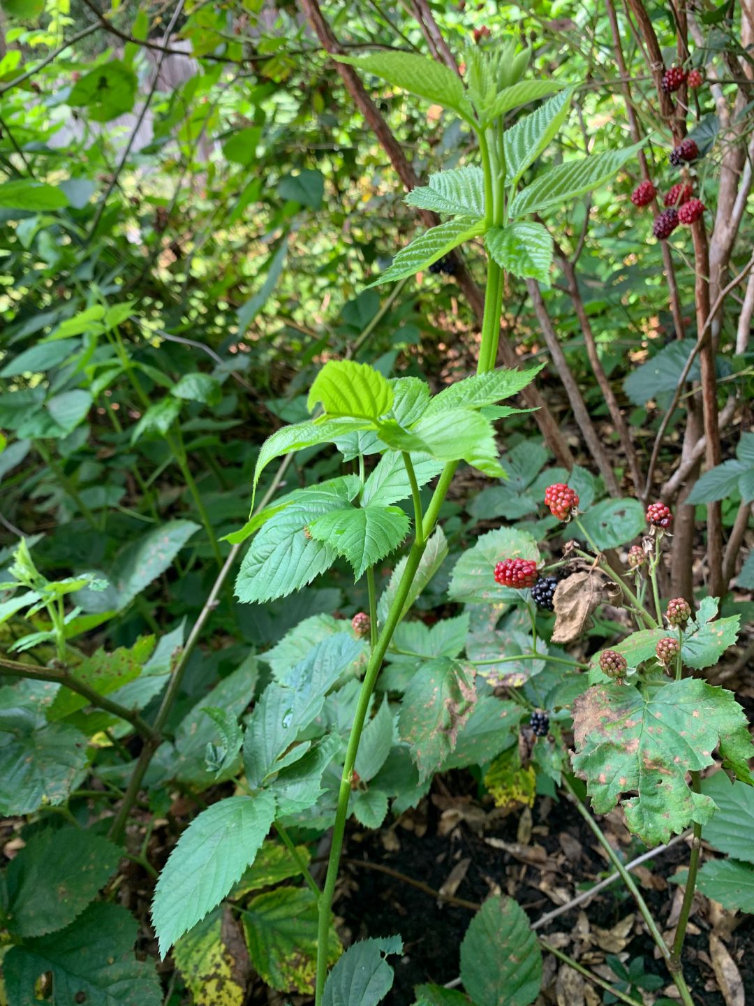 Blackberries | Gardening in the Panhandle