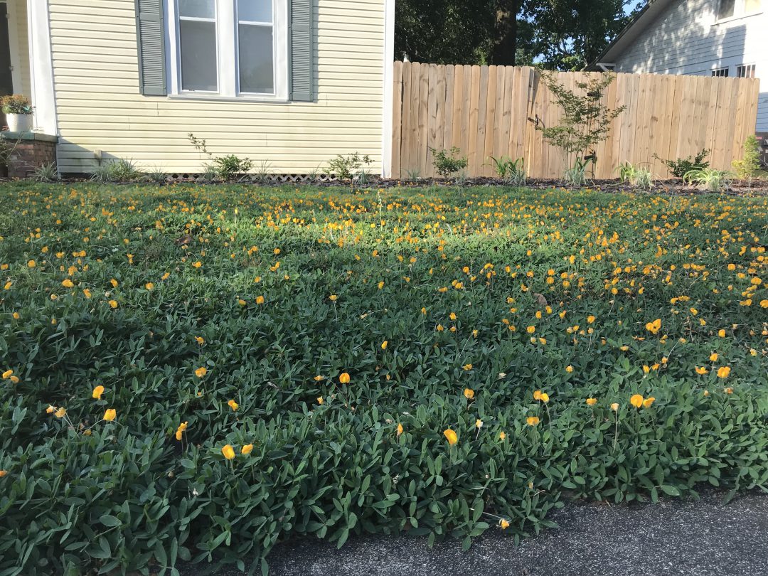 Perennial Peanut Lawn: Two Years Later | Gardening in the Panhandle