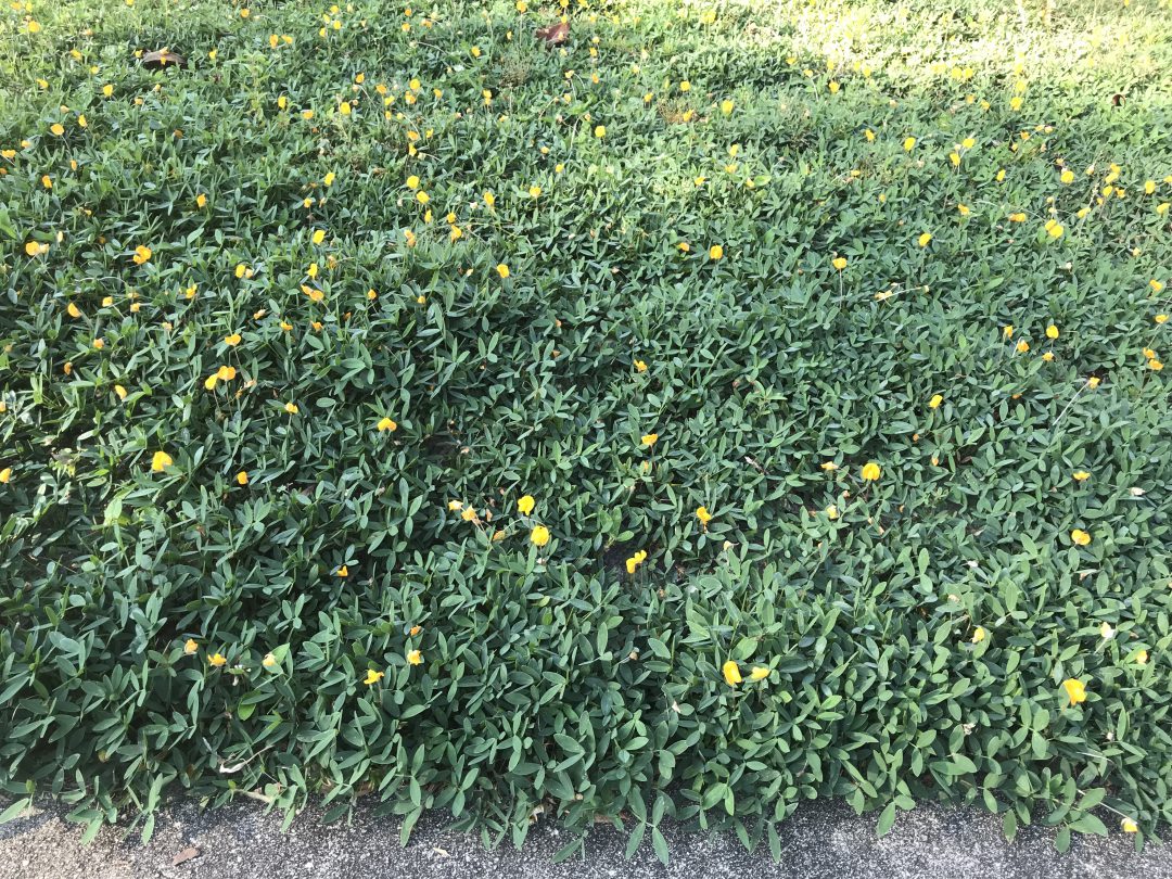 Perennial Peanut Lawn: Two Years Later | Gardening in the Panhandle