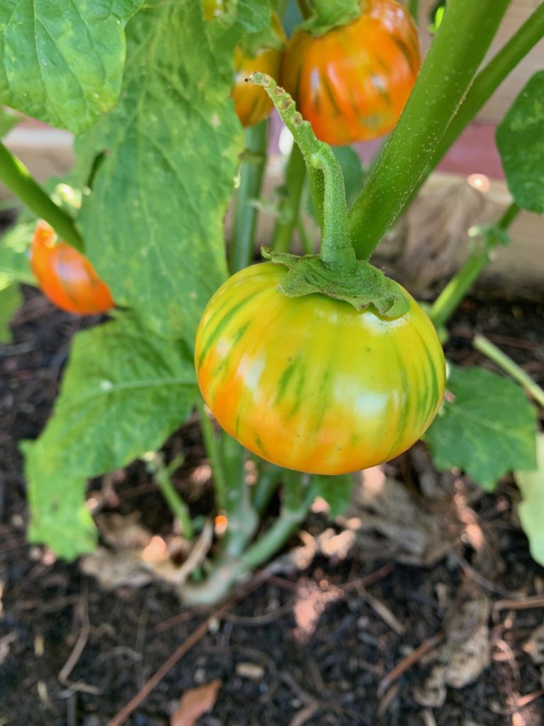 Eggplants Aren’t Always Purple | Gardening in the Panhandle