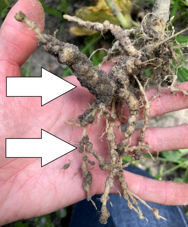 Beware of Root-Knot Nematodes in Your Garden | Gardening in the Panhandle