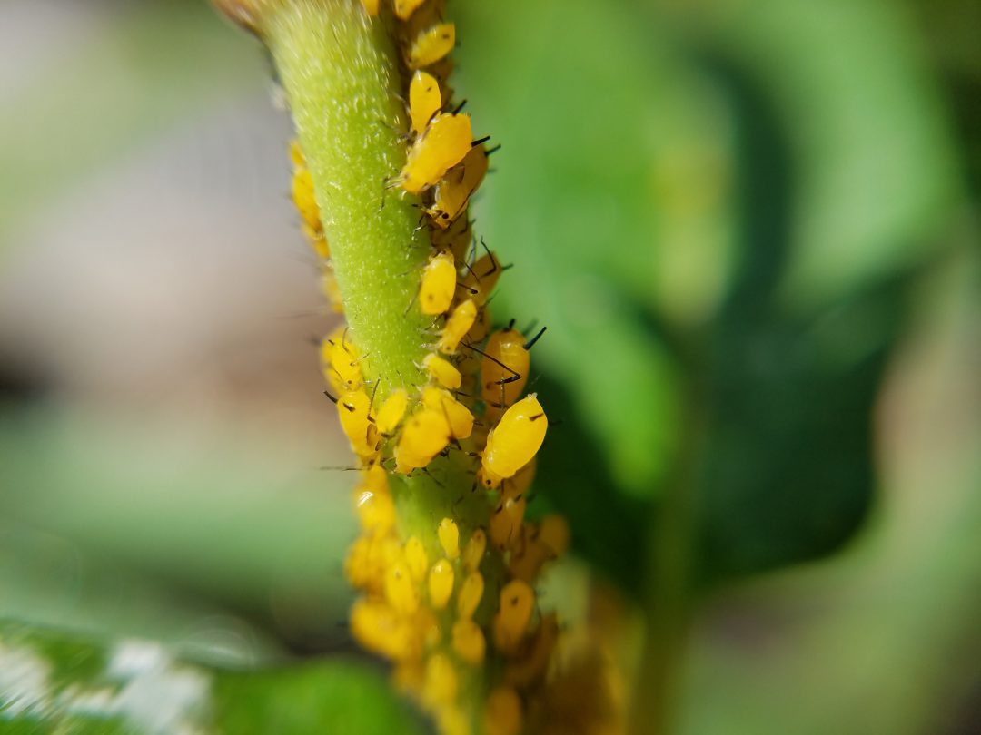 Insects in the Garden | Gardening in the Panhandle