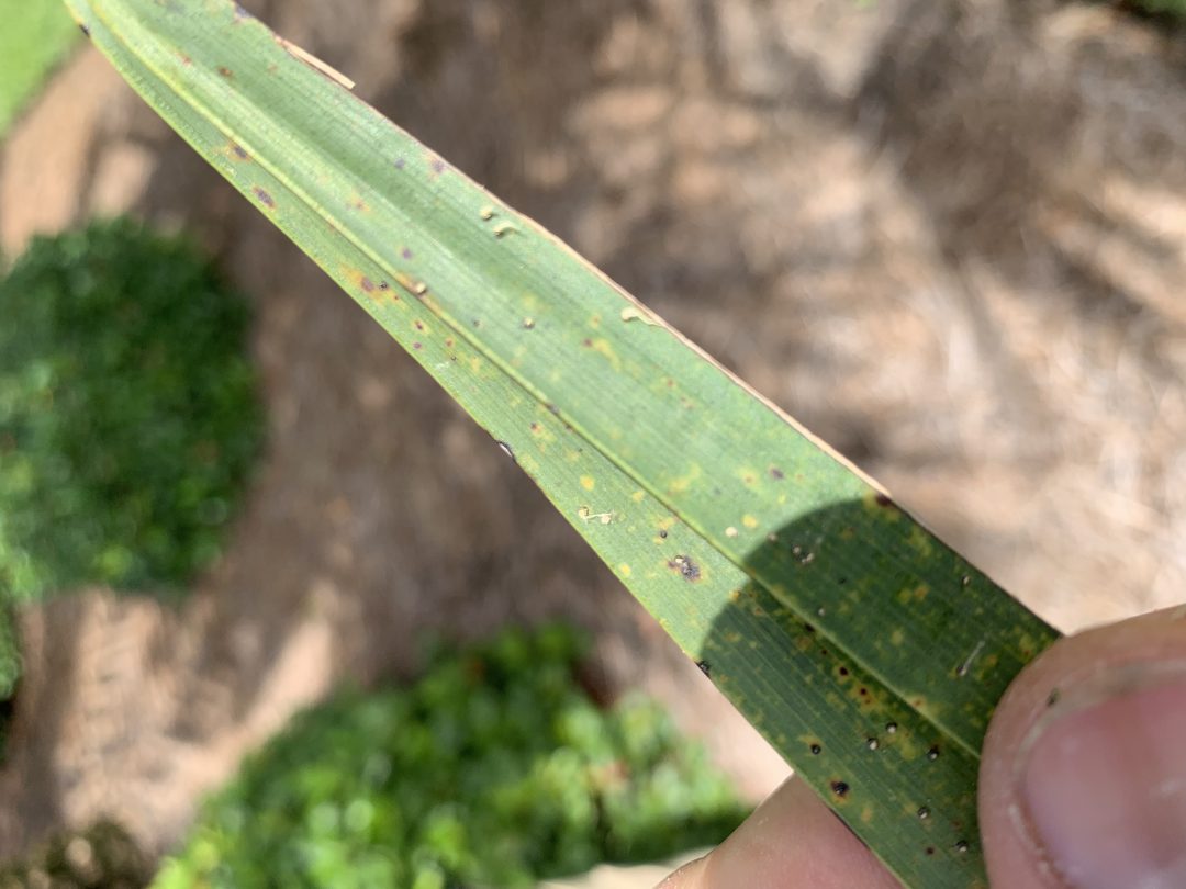 What are those scales on my palm tree? | Gardening in the Panhandle