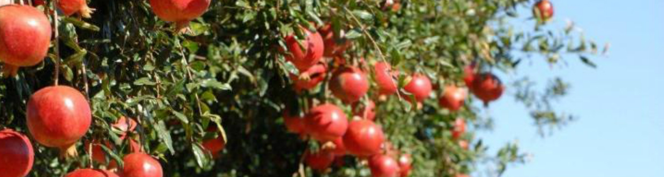 Pomegranates in the Panhandle | Gardening in the Panhandle