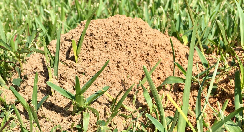 Fire Ant Control May Include Doing Nothing | Gardening in the Panhandle