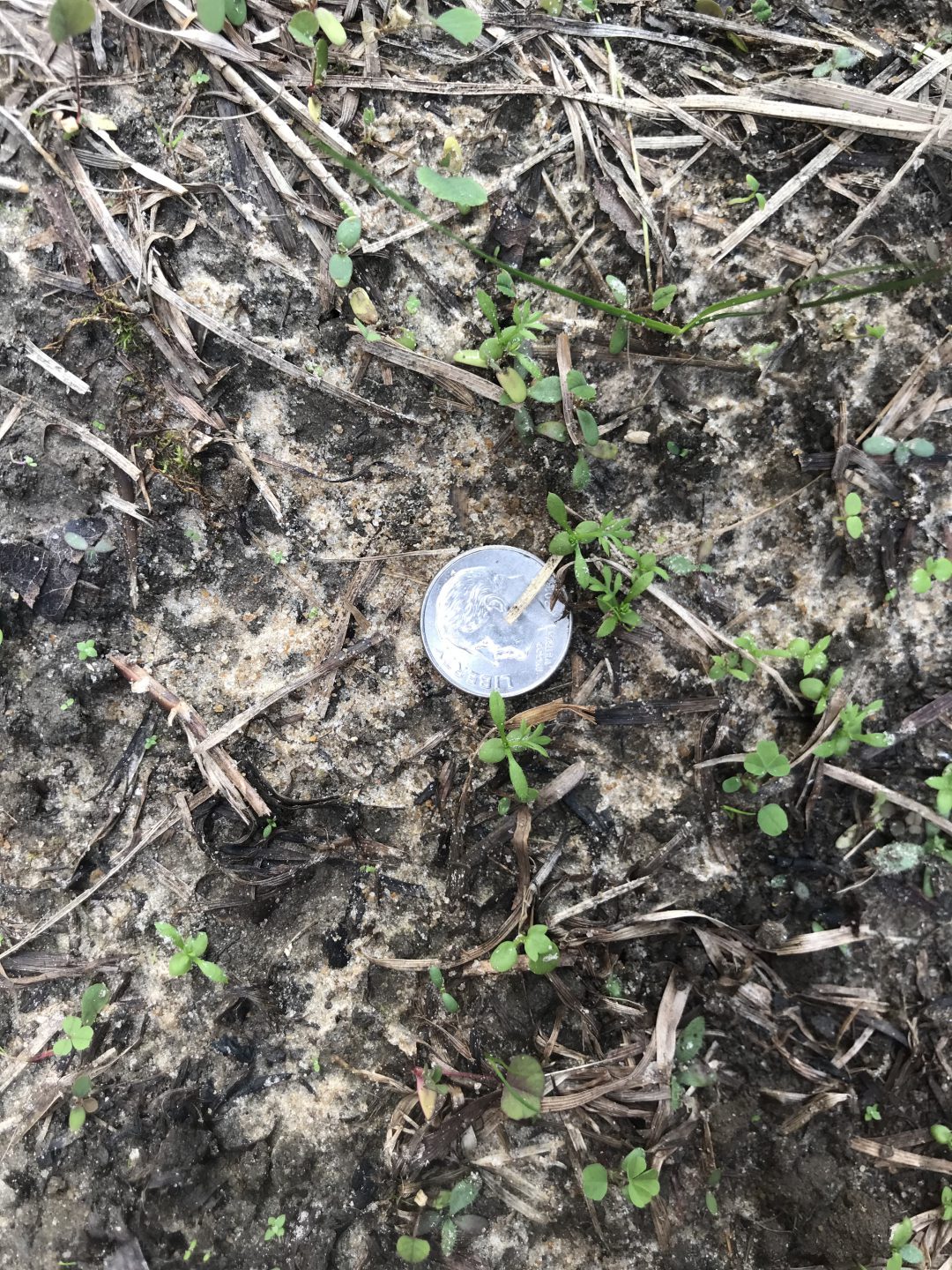 Lawn Burweed Types Of Stickers In Grass at Maya Taber blog
