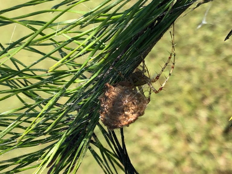 Knowing and Loving your Backyard Spiders | Gardening in the Panhandle