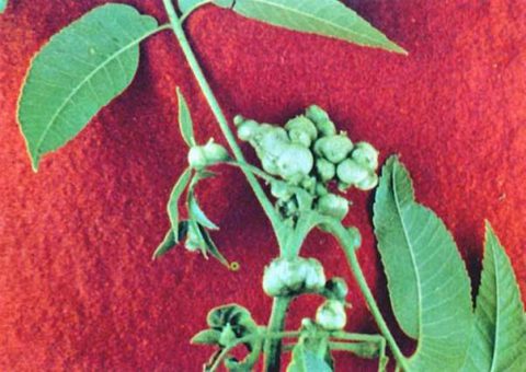 What are these bumps on my pecan trees? | Gardening in the Panhandle