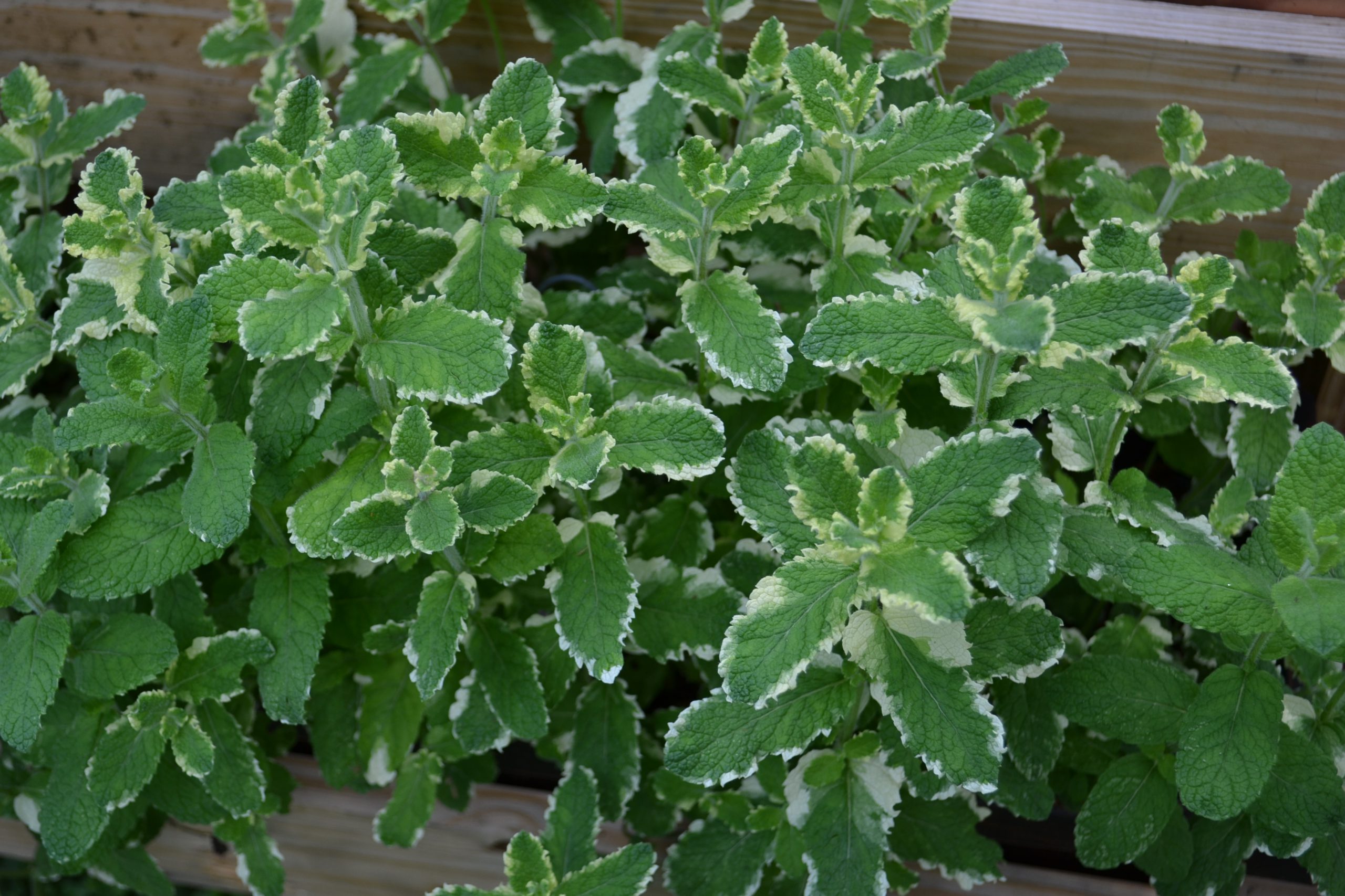 Video: Mint for the Garden and Kitchen | Gardening in the Panhandle