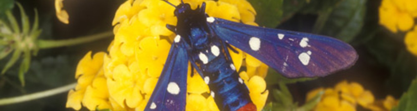 Lessons in Landscaping Provided by Oleander Caterpillars | Gardening in ...