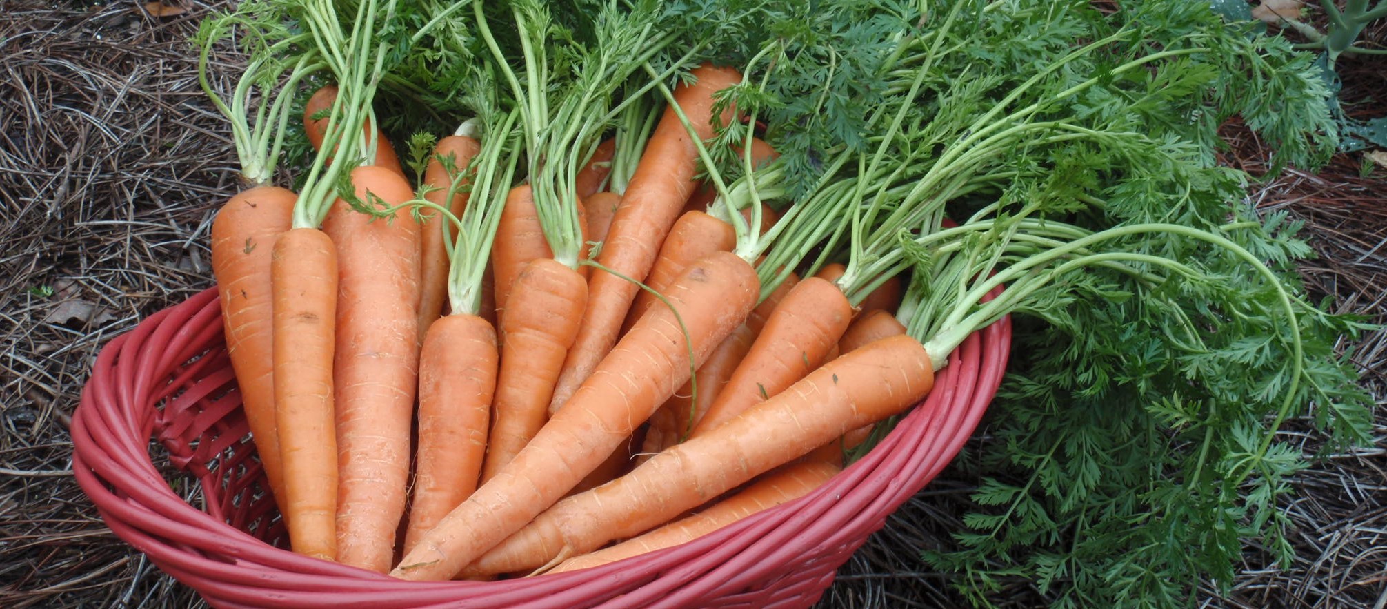 Advice for Vegetable Garden Success | Gardening in the Panhandle