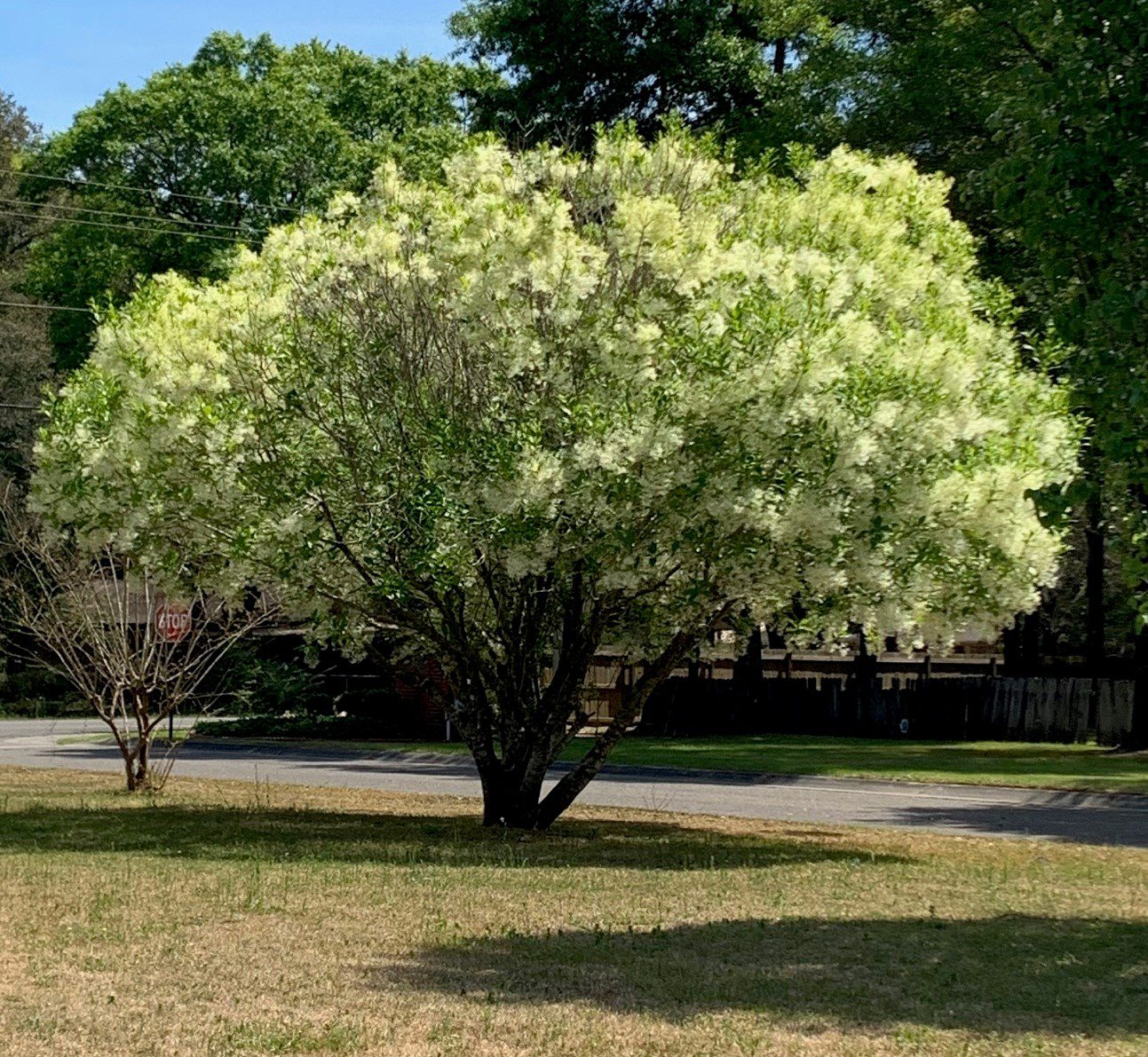 Celebrate Trees in January | Gardening in the Panhandle