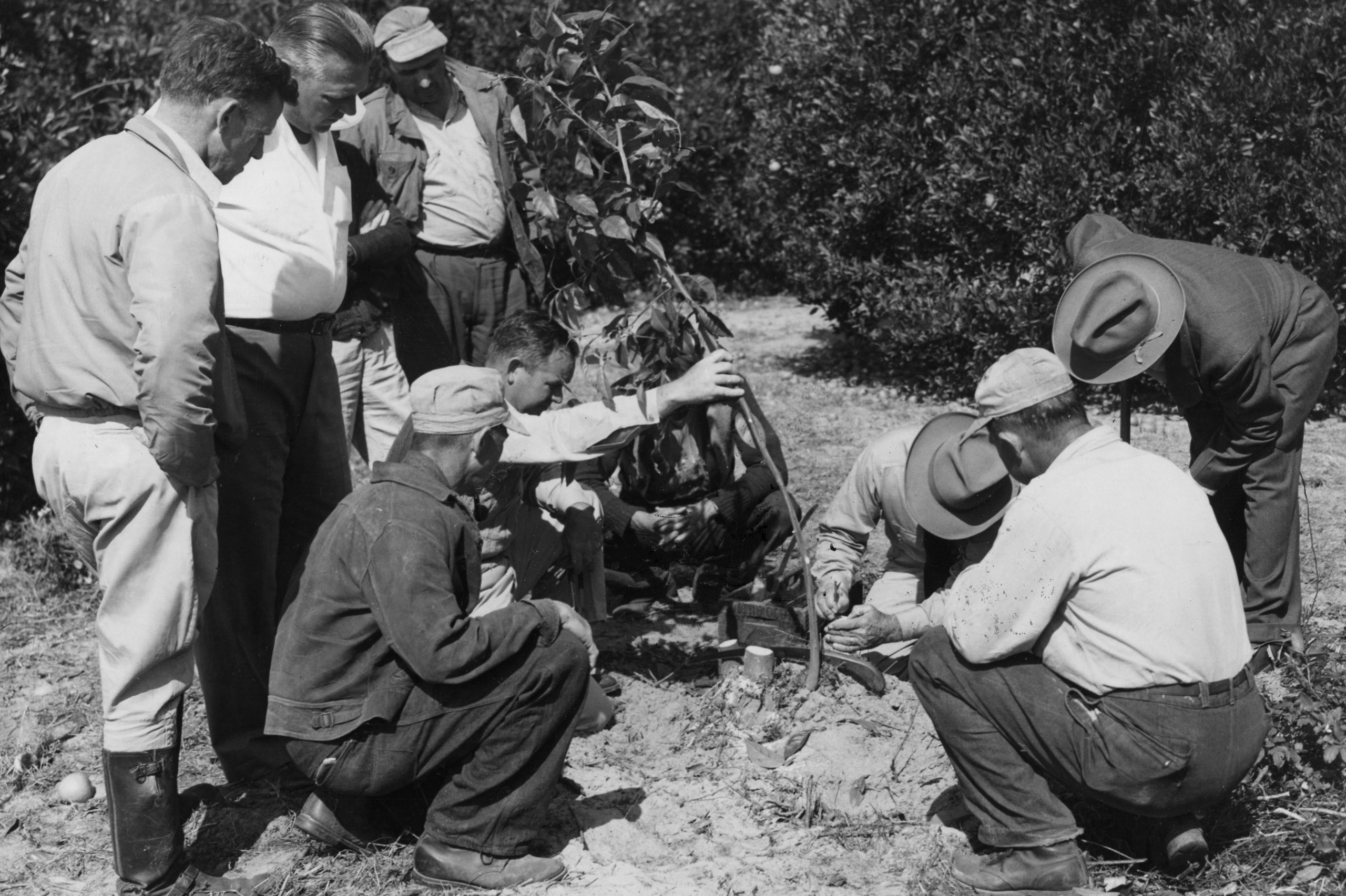 Fruit Tree Grafting Tips and Scion Selection | Gardening in the Panhandle