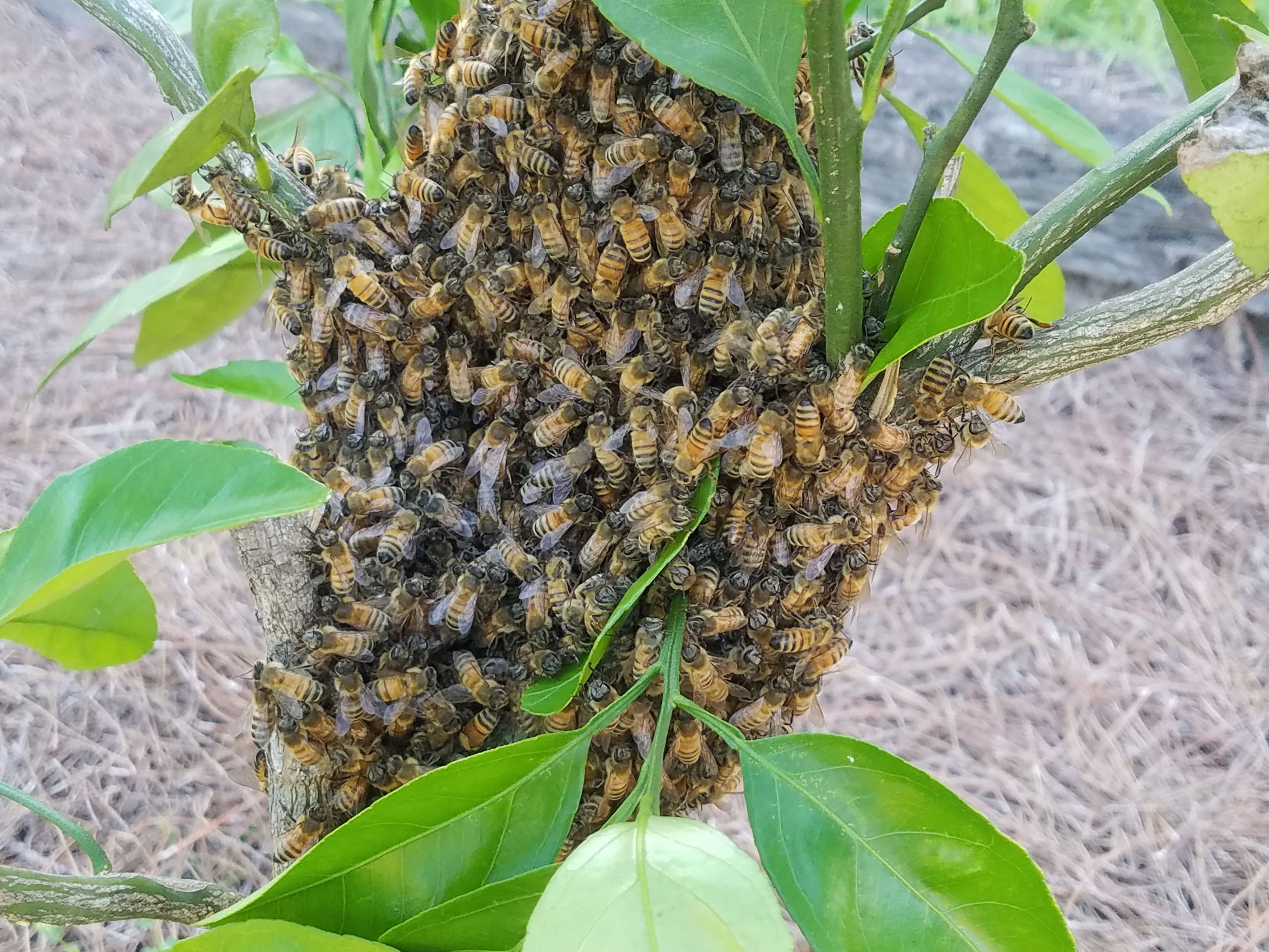 When the Weather Warms, the Bee Swarms | Gardening in the Panhandle