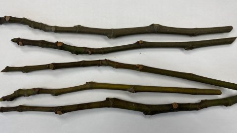 Fruit Tree Grafting Tips and Scion Selection | Gardening in the Panhandle