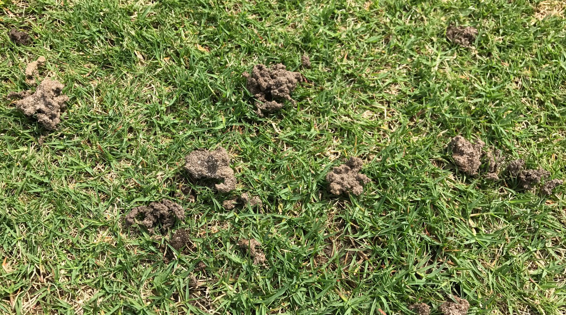 Turfgrass Q & A | Gardening in the Panhandle