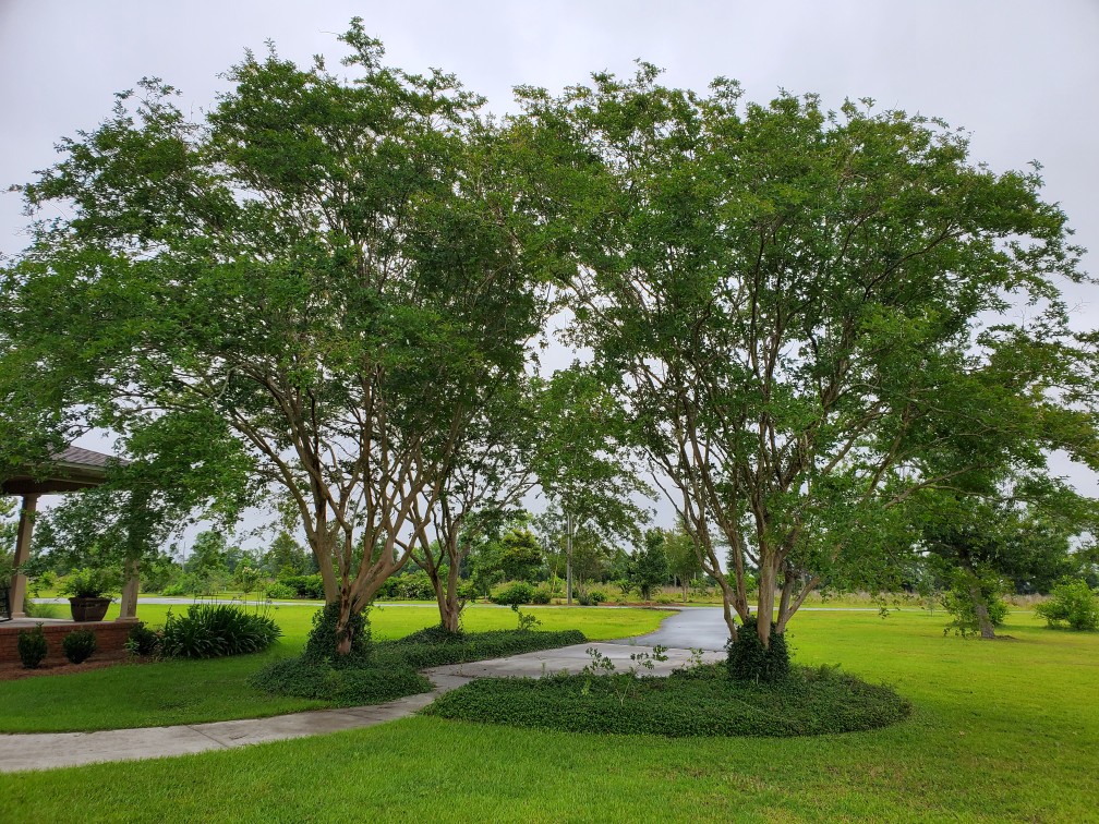 How to Not Fail Growing Crape Myrtles | Gardening in the Panhandle