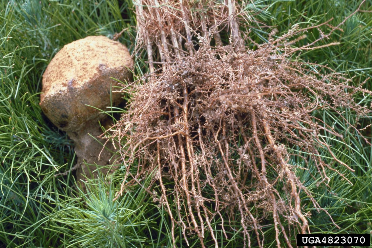 The Symbiosis Beneath Our Feet | Gardening in the Panhandle