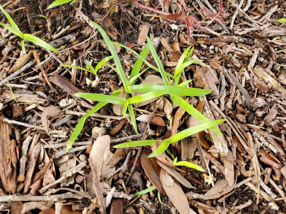 Weeds | Gardening in the Panhandle