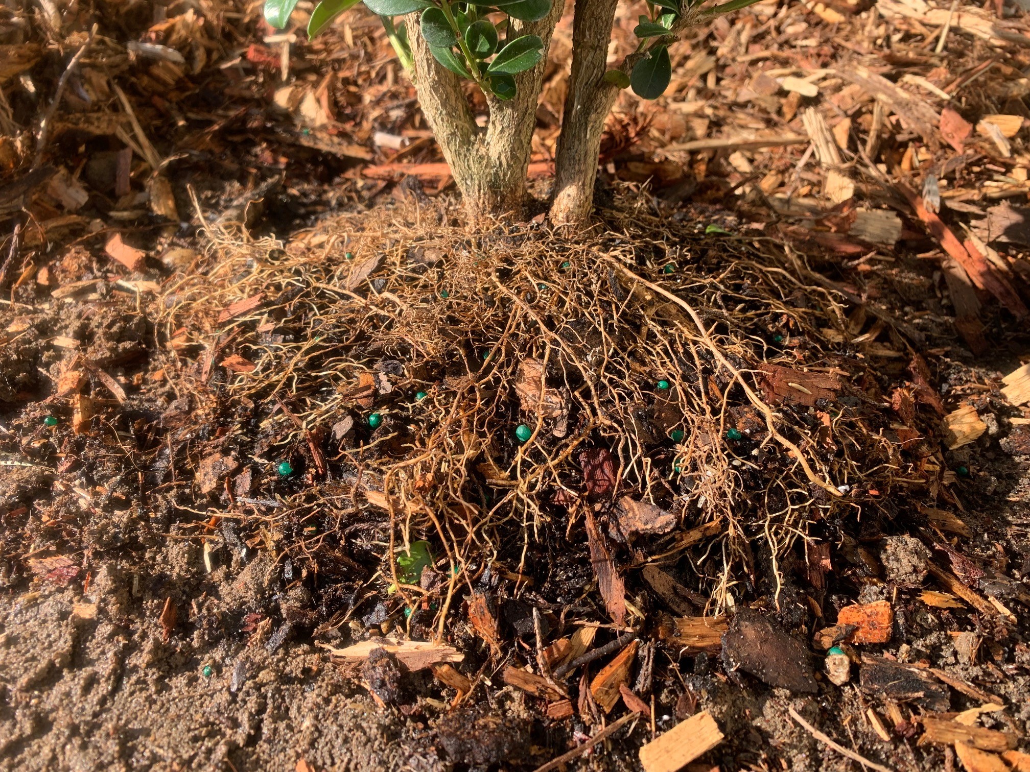 Video: Tips for Success with Shrub Planting | Gardening in the Panhandle