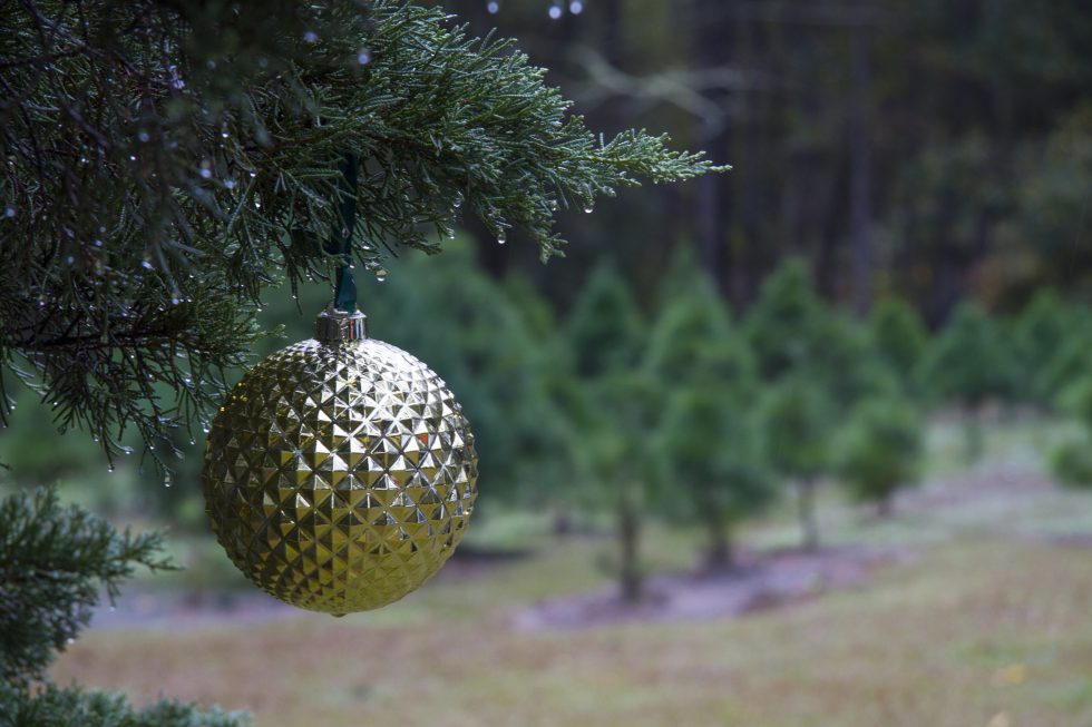 Native plants | Gardening in the Panhandle