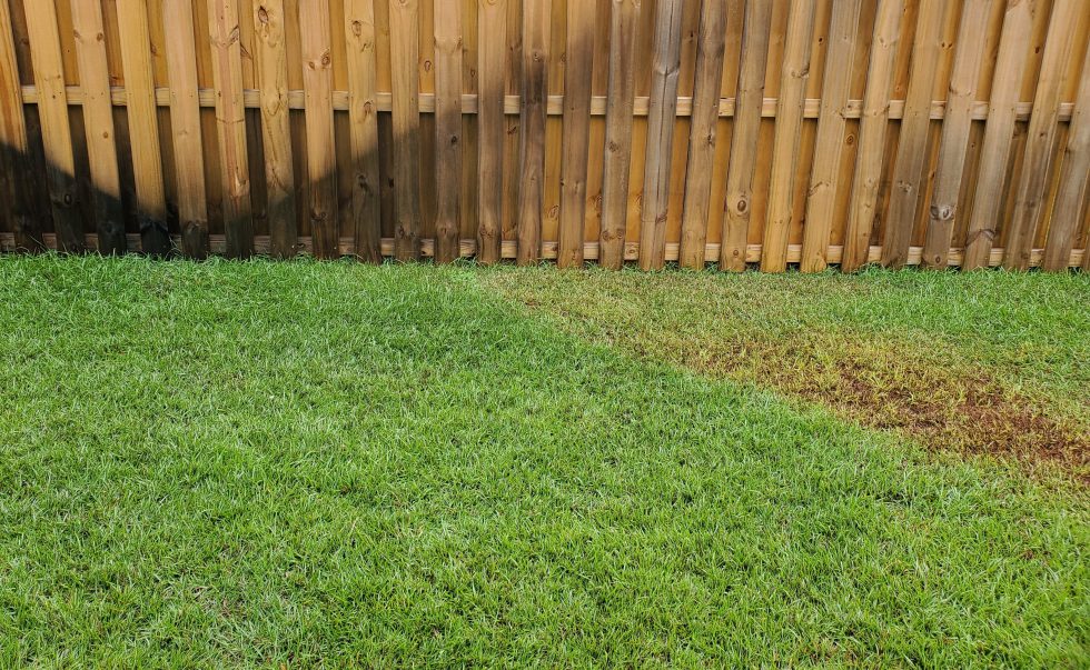 The Benefits of Turfgrass | Gardening in the Panhandle