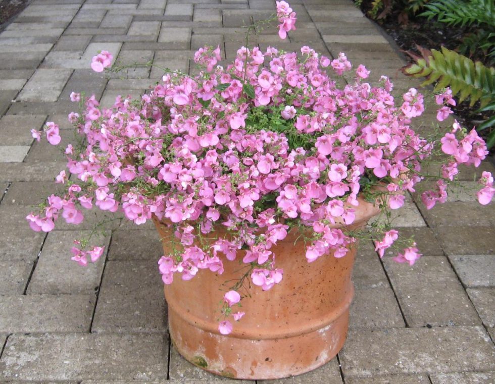 Diascia | Gardening in the Panhandle