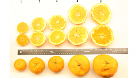 Citrus | Gardening in the Panhandle