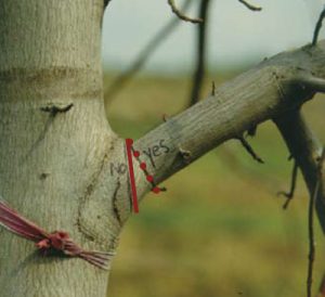 Trees | Gardening in the Panhandle