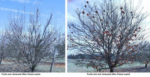 Post-Freeze Damage in Citrus: Symptoms and Recovery | Gardening in the ...