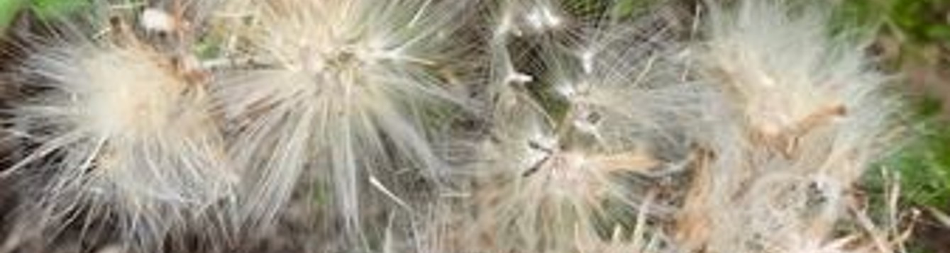 White, Fluffy Tufts in Lawns May Be Trampweed | Gardening in the Panhandle