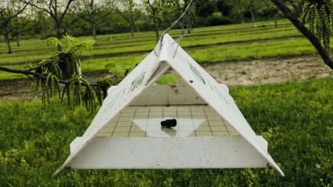 Pheromone Traps | Gardening in the Panhandle