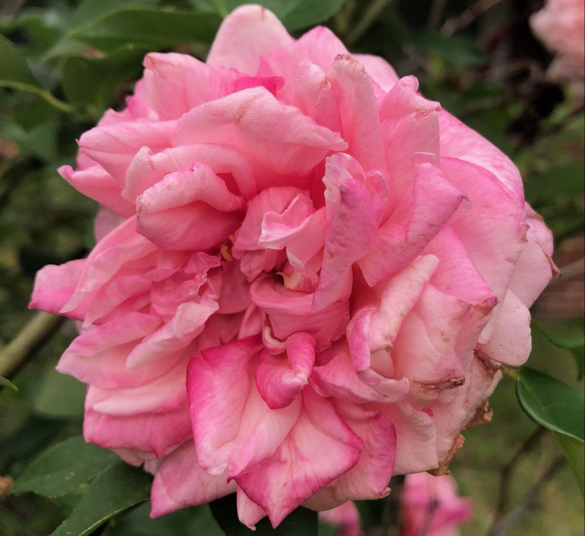 Easy Care Roses for the Gulf South | Gardening in the Panhandle