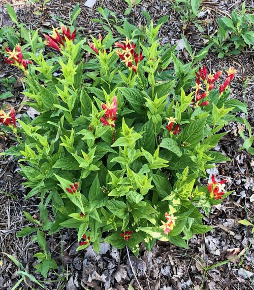 Woodland Pinkroot Adds Vibrant Color to Spring Landscapes | Gardening ...