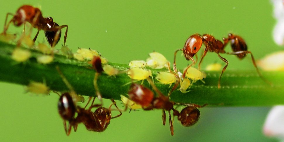“Symbiotic Serenity: Ant-Aphid Farming Dynamics” | Gardening in the ... “Symbiotic Serenity: Ant-Aphid Farming Dynamics” | Gardening in the ...