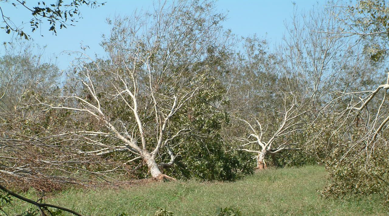 Video: Trees and Property Lines | Gardening in the Panhandle