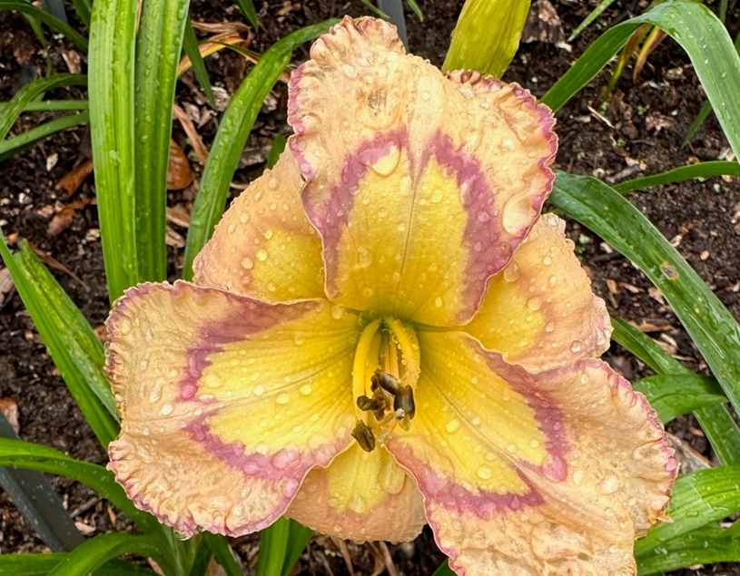 Daylilies: Spring Flower Beauties | Gardening in the Panhandle