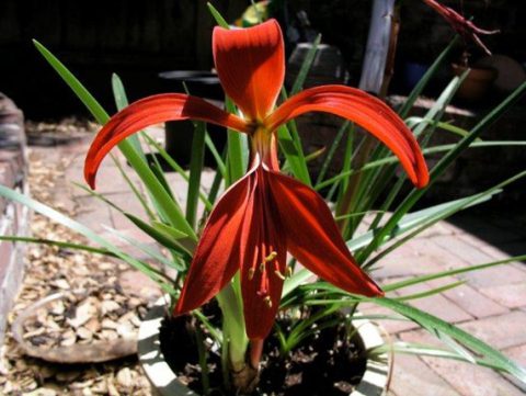 Garden Design | Gardening in the Panhandle