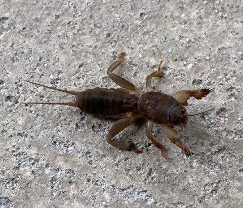 Mole Crickets | Gardening in the Panhandle
