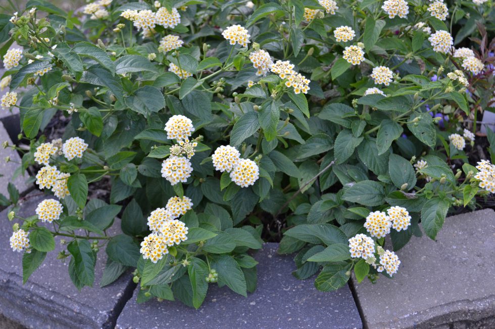 Garden Design | Gardening in the Panhandle