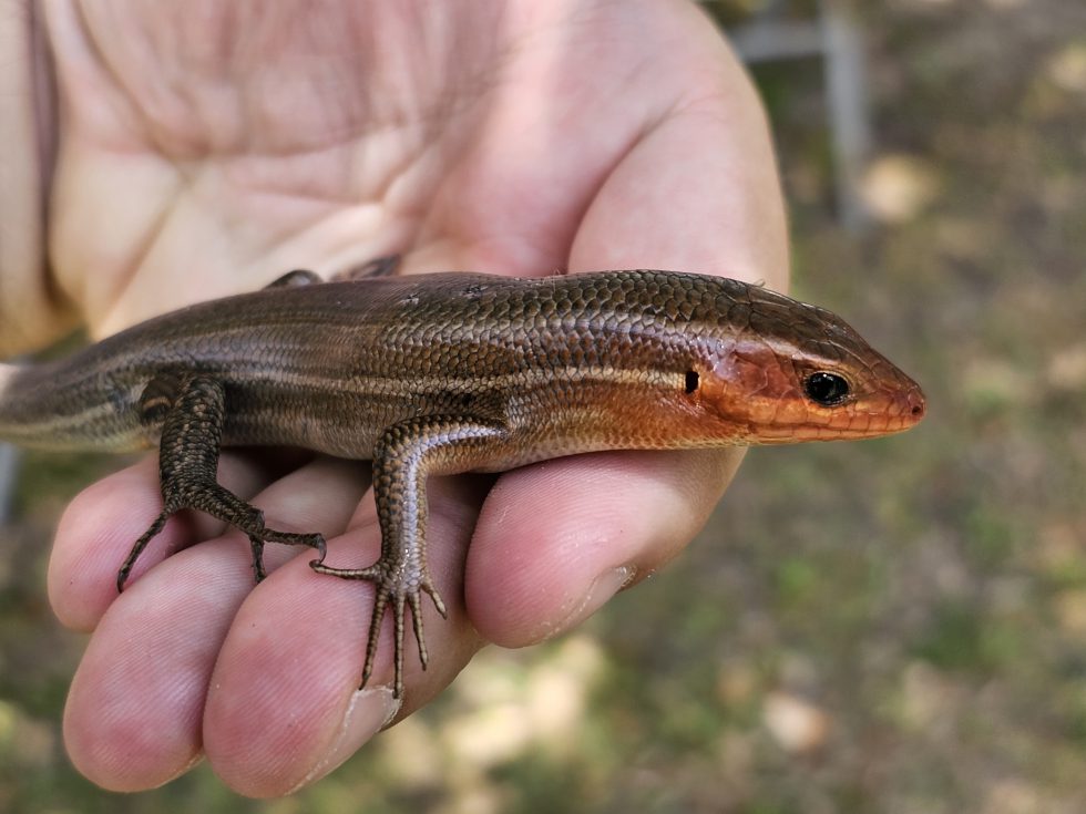 Local Lizards in Your Landscape | Gardening in the Panhandle