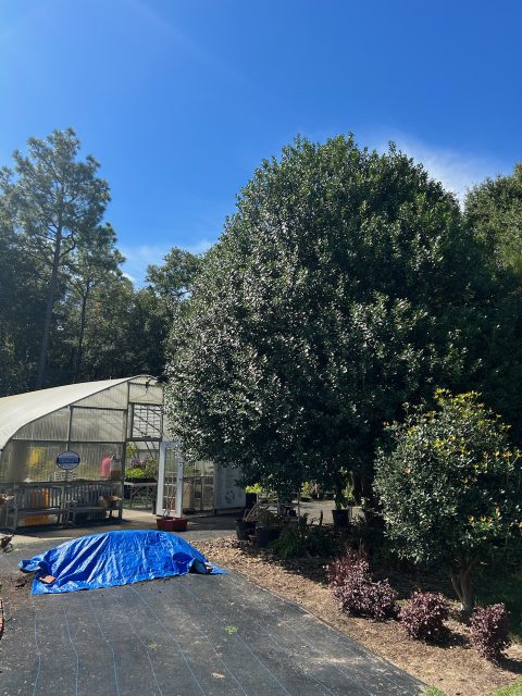 Trees | Gardening in the Panhandle