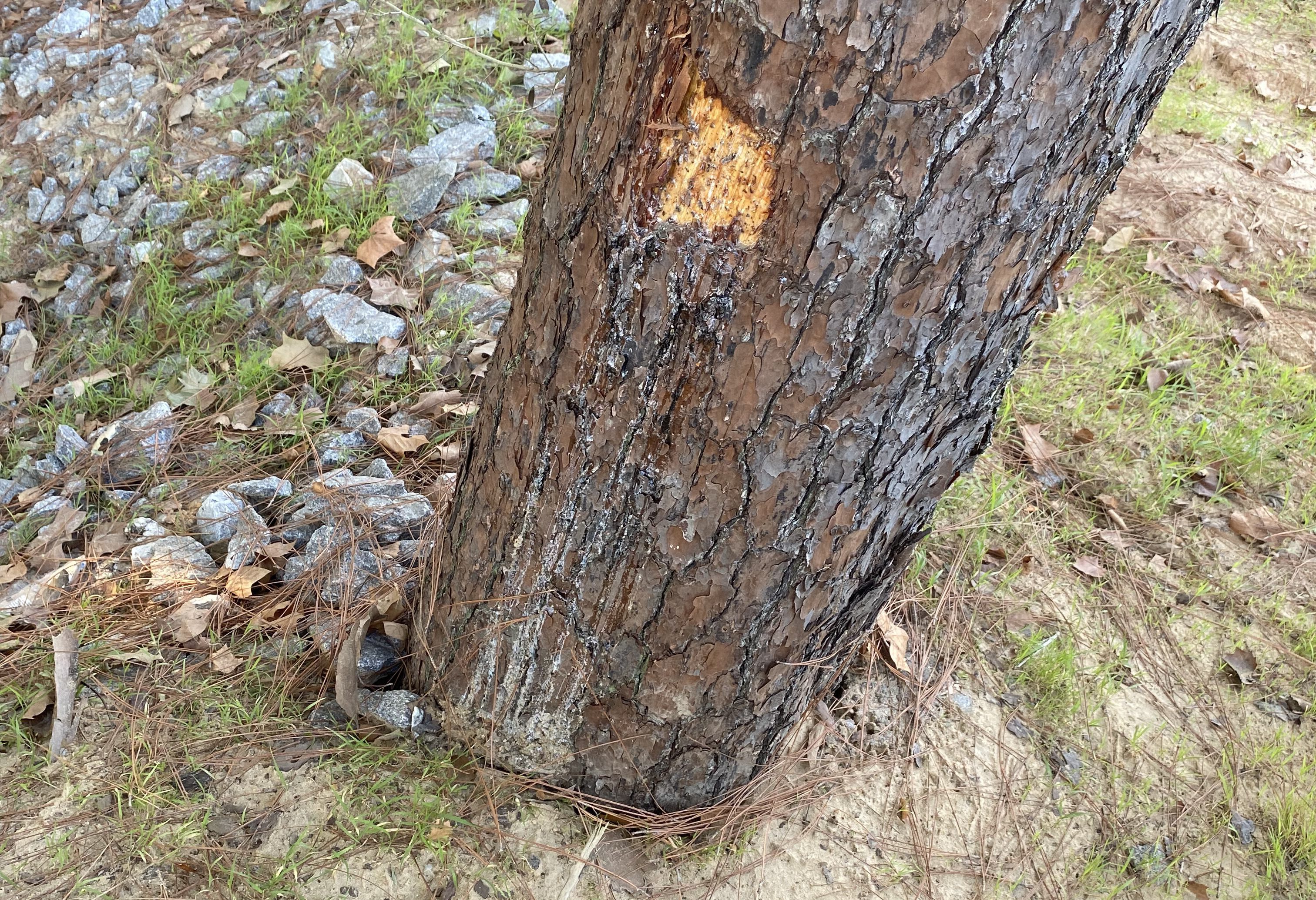 The Summer Stress is Starting to Show in Trees | Gardening in the Panhandle